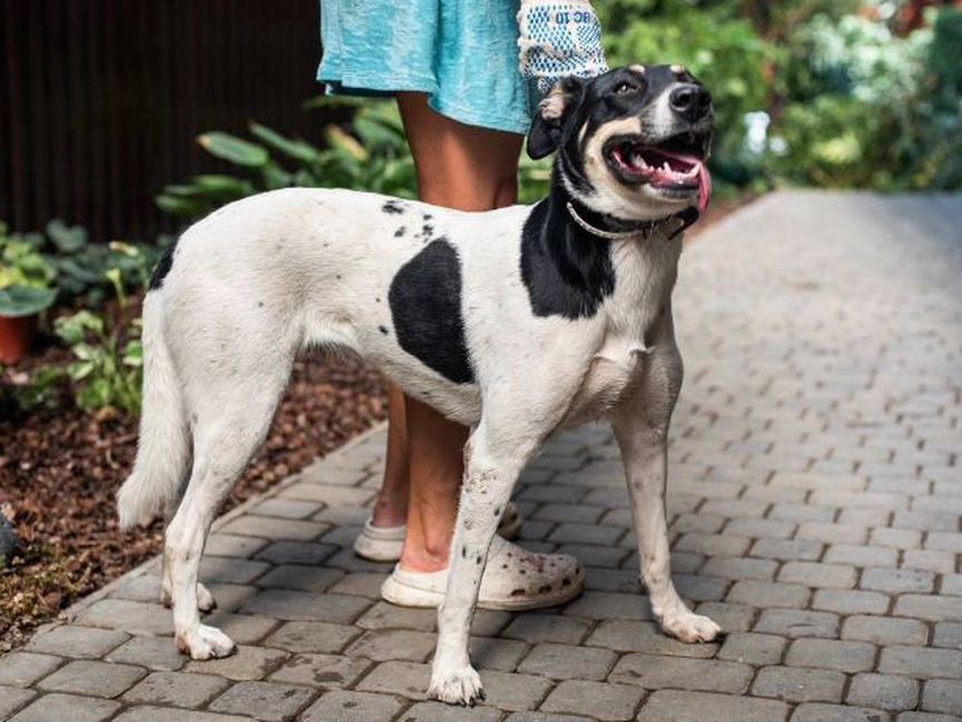 Собачки из приюта г. Краснодара