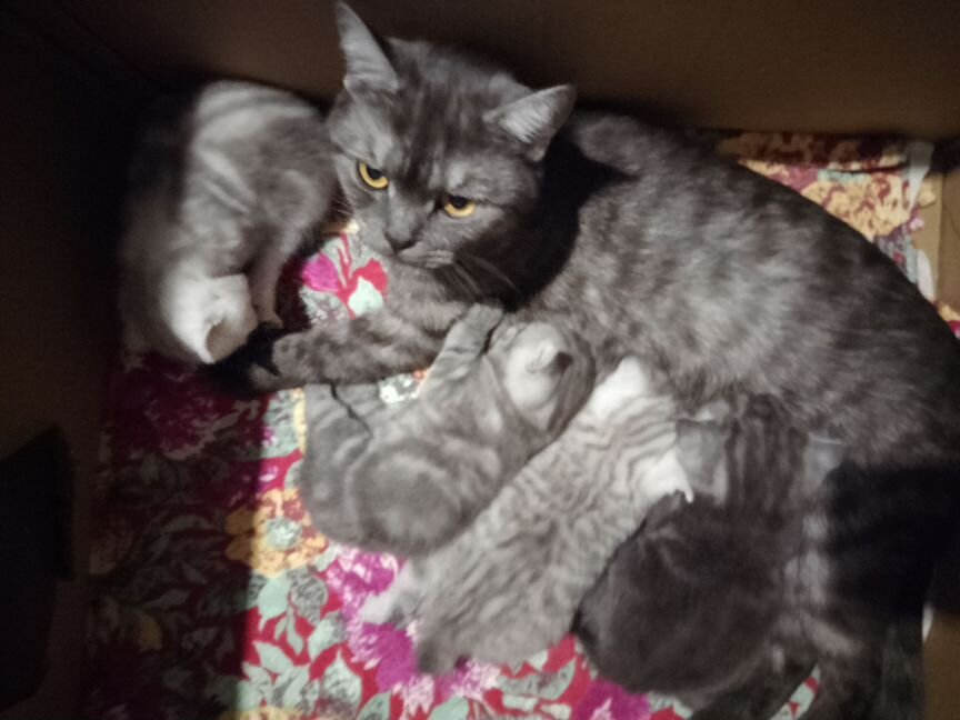 Британские котята
