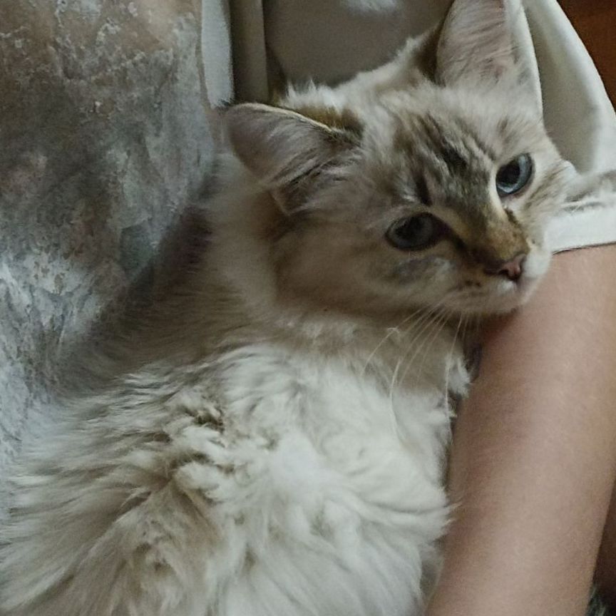 Кошка ищет новый дом