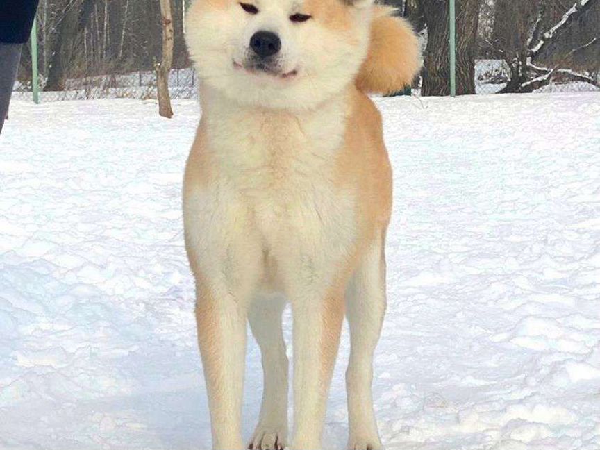 Щенки Акита Ину