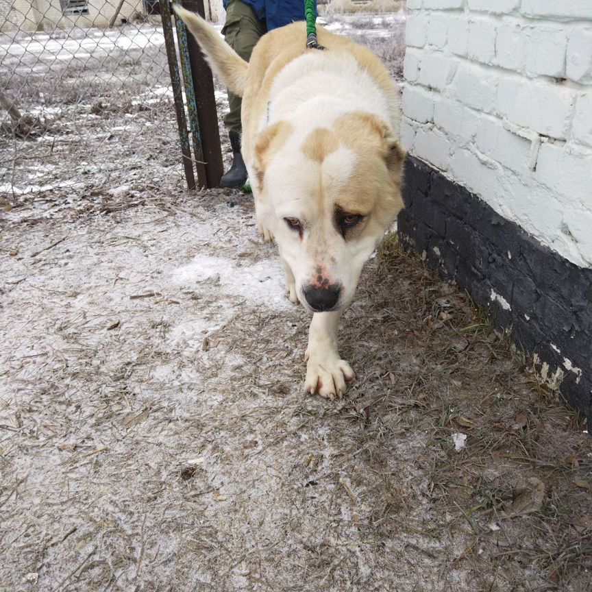 Алабай в добрые руки