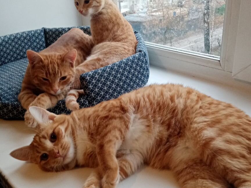 Котята в добрые руки бесплатно