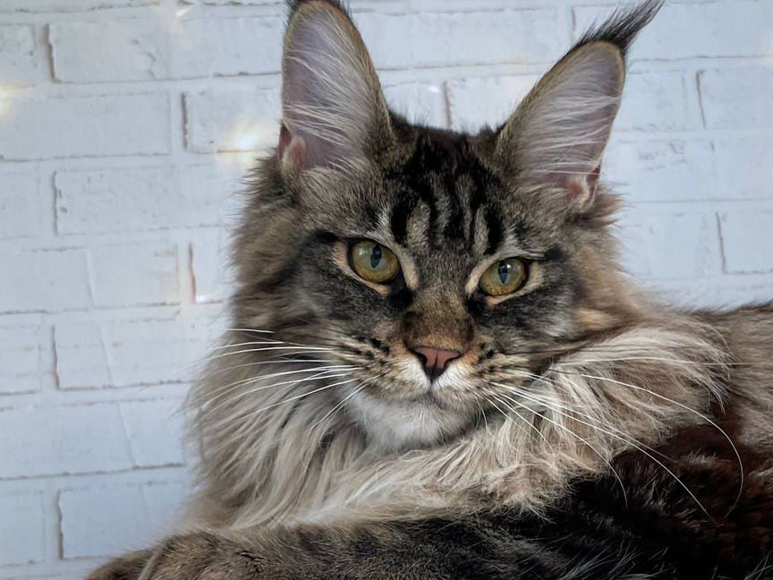 Чистокровная мейн-куночка