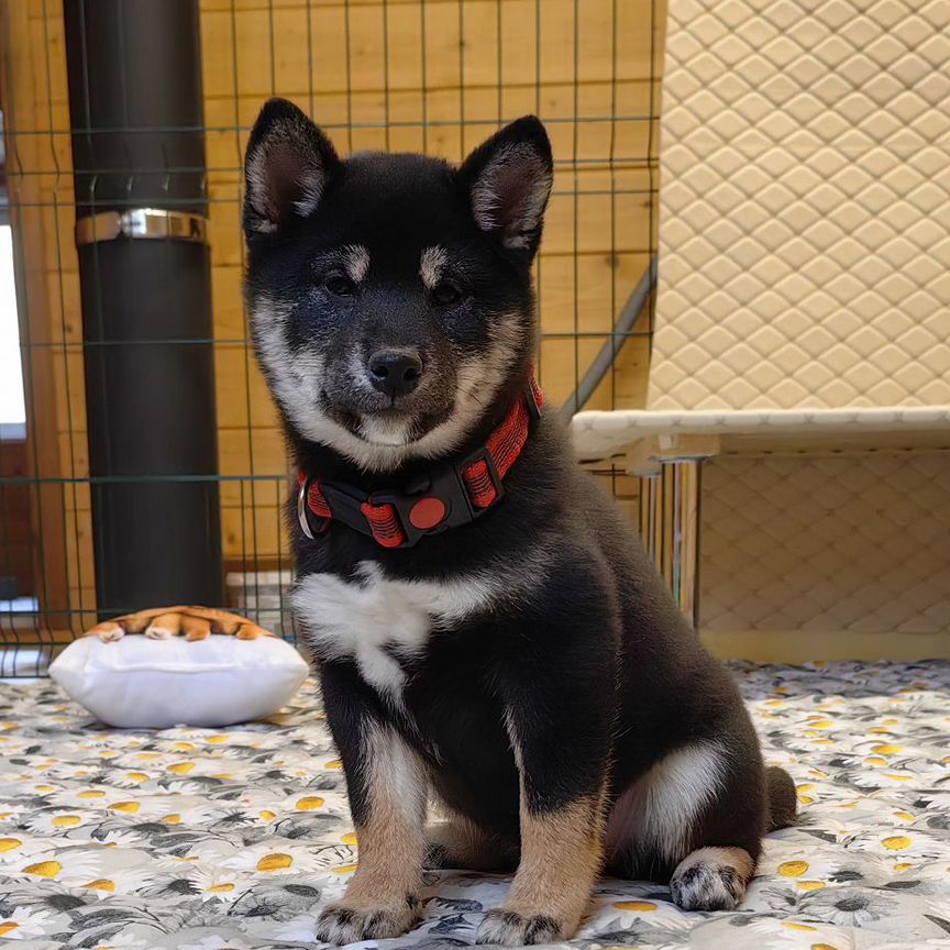 Женевьева Найт. 3.5 мес.Сиба ину