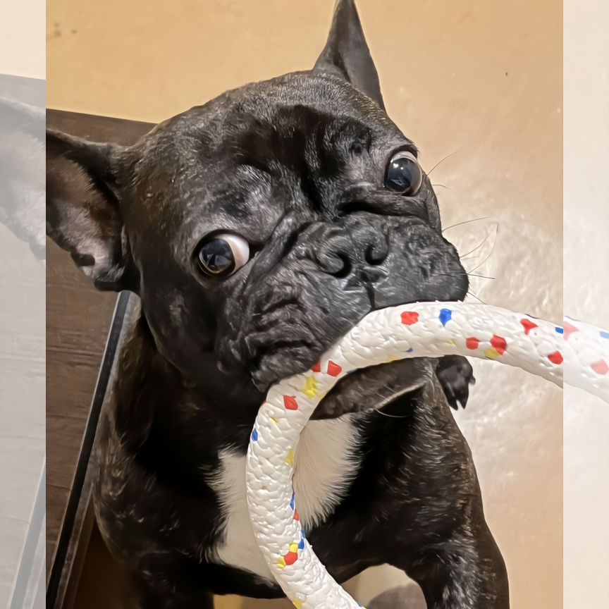 Французский бульдог, взрослый пёс