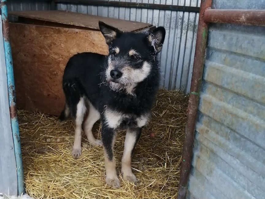 Собака в добрые руки