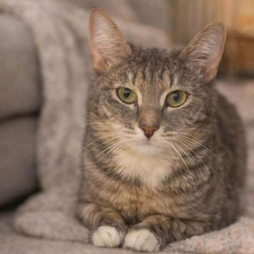 Взрослый кот в добрые руки