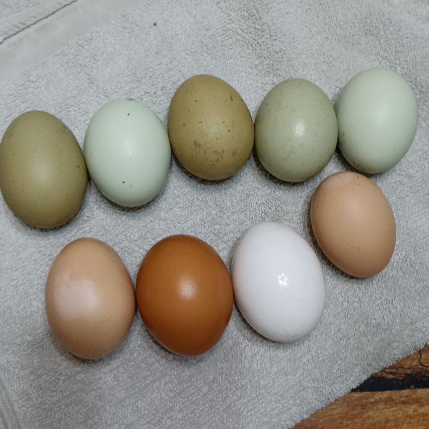 Инкубационное яйцо