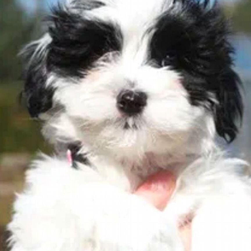 Собачки мальтипу в хорошие руки