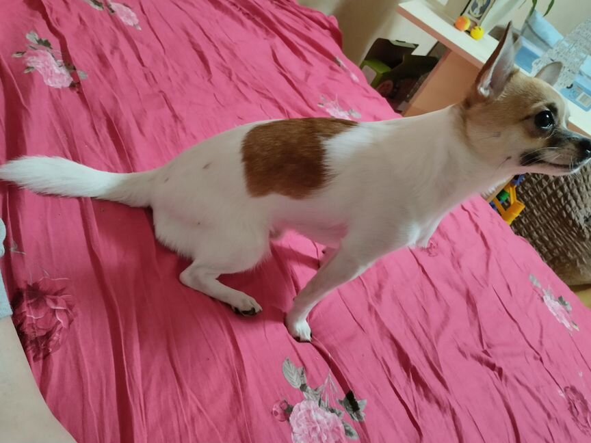 Вязка кобель чихуахуа