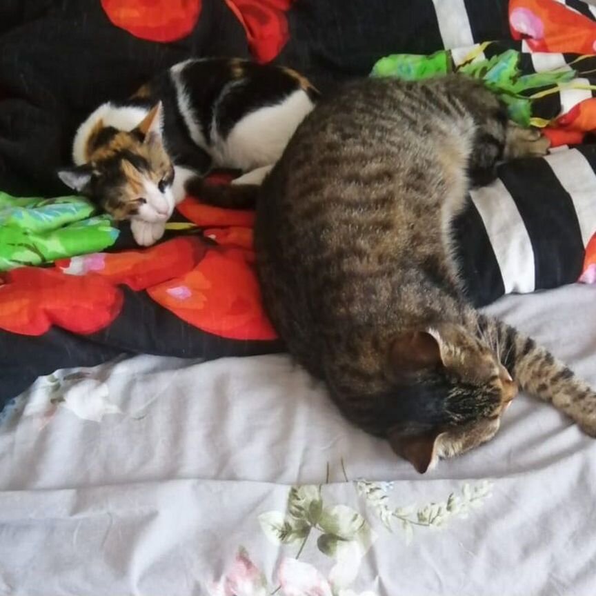Отдам в добрые руки