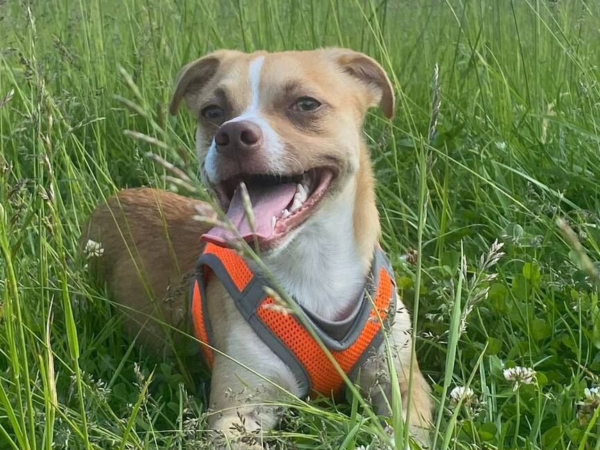 Джек рассел помесь