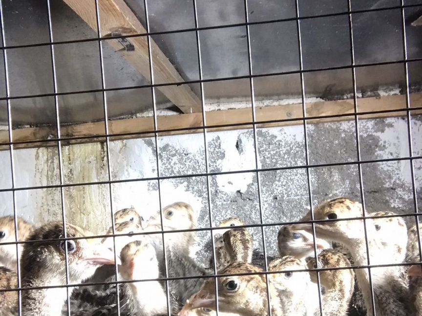 Индюшата подрощенные