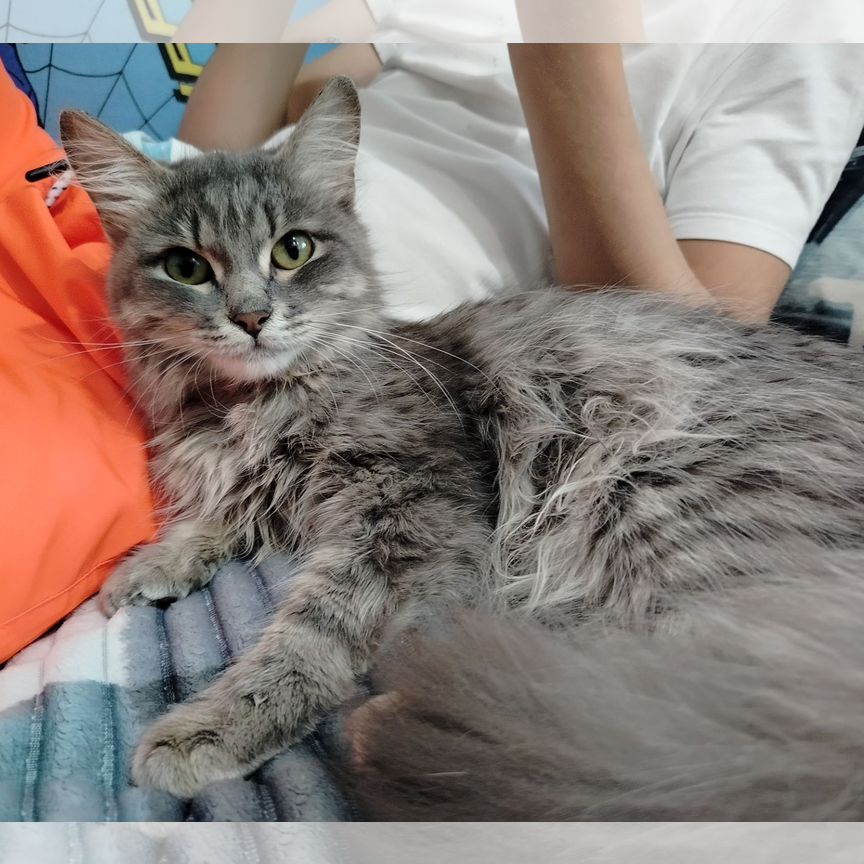 Отдам кошечку в добрые руки