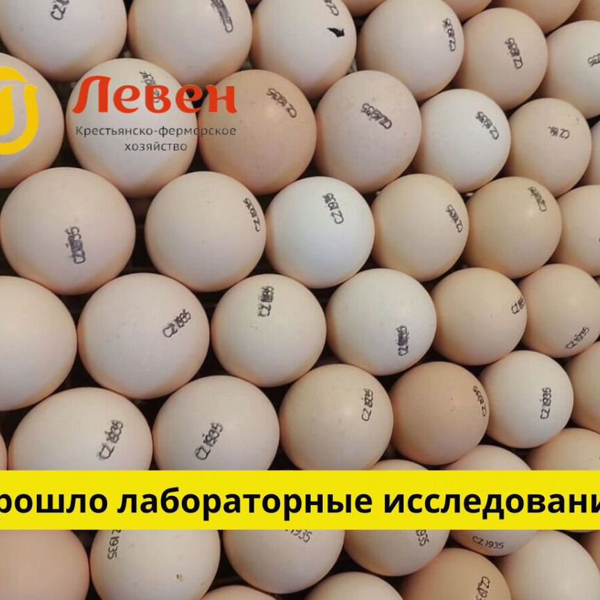 Инкубационное яйцо кобб 500 и Росс 308 из Европы