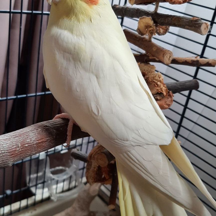 Продам попугая каррела самку