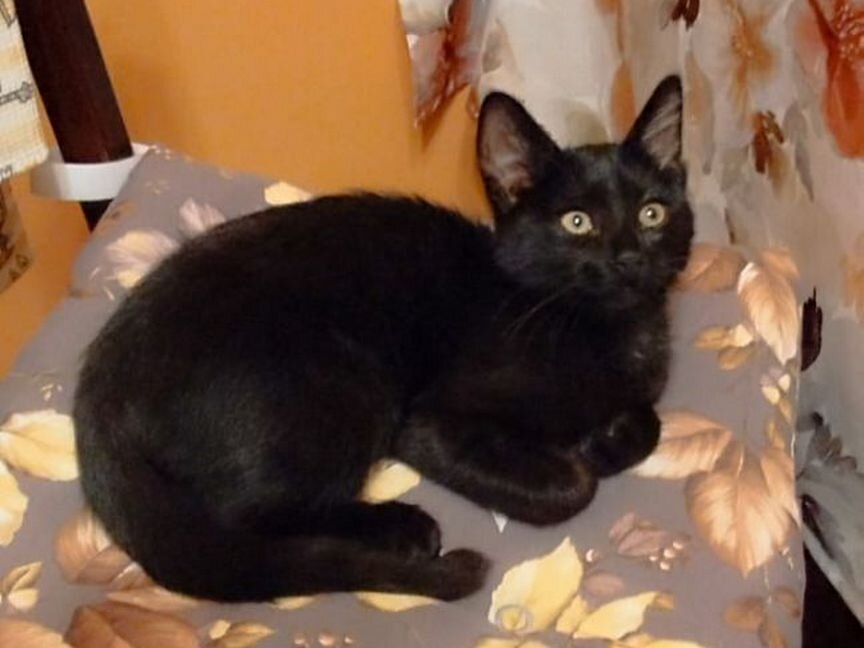 Котенок Шай в добрые руки