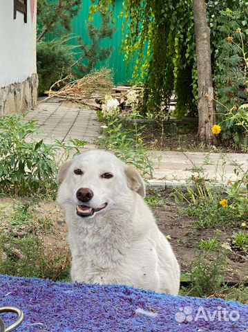 Собака в добрые руки отдам бесплатно