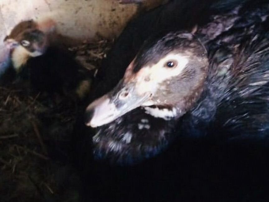 Индоутка с утятами