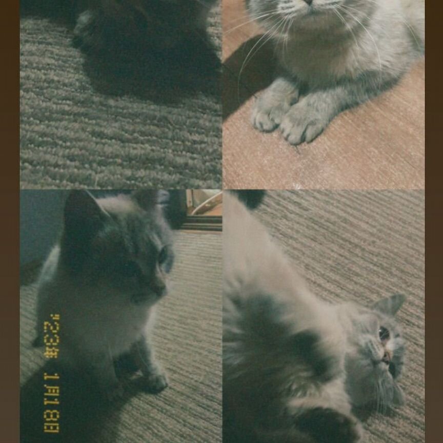 Котик