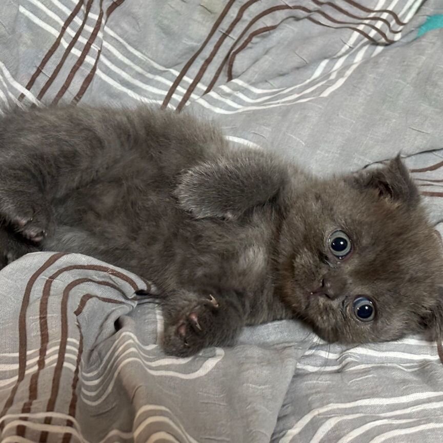 Шотландские вислоухие котята