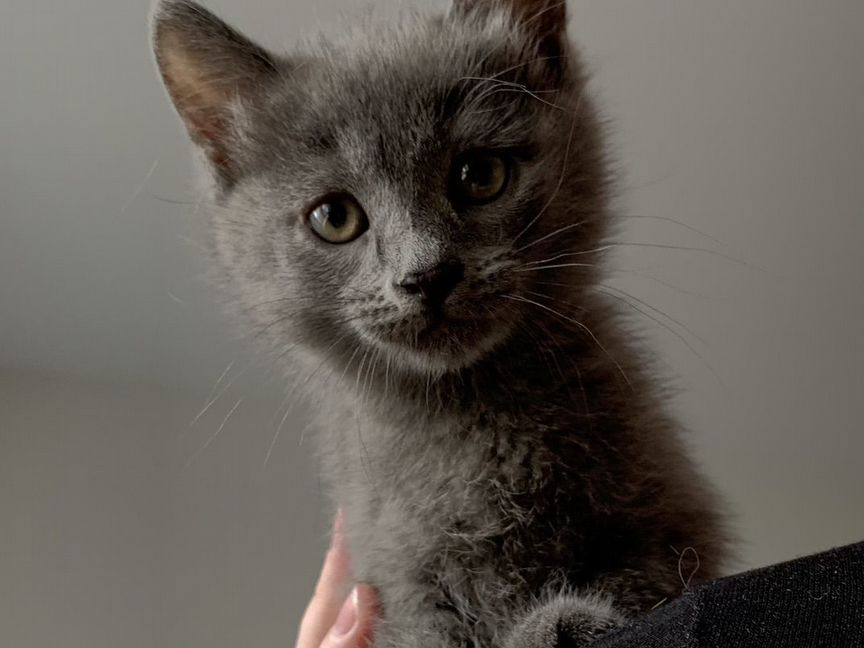 Котенок