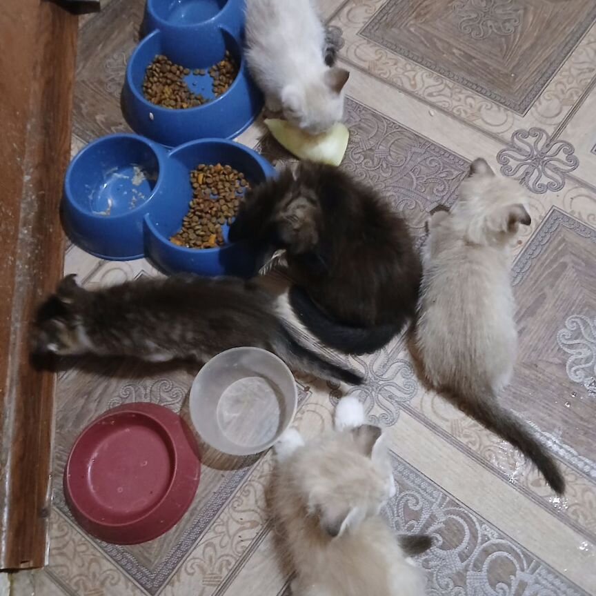Продам котят смешанной породы