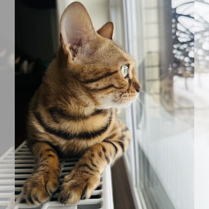 Бенгальская, взрослая кошка