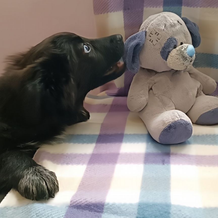 Щенок в добрые руки