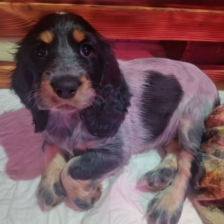 Русский охотничий спаниель, щенок