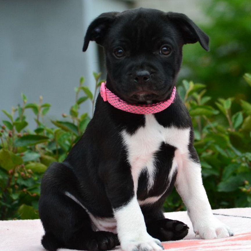 Щенки стаффордширского бультерьера