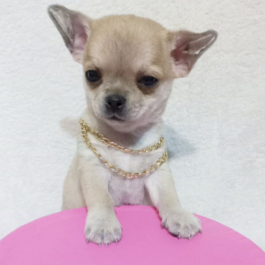 Щенки чихуахуа