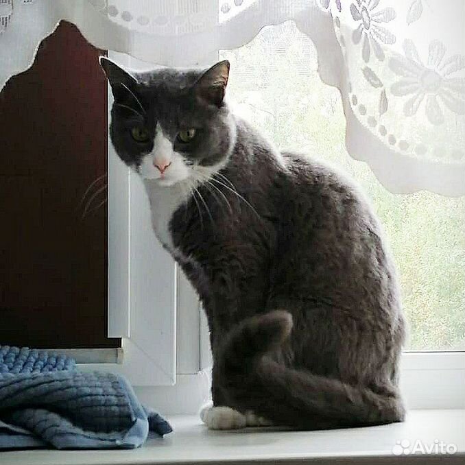 Кот кастрирован 3 года
