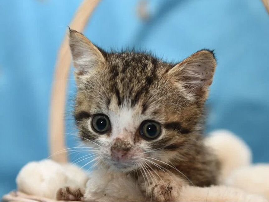 Котёнок из потопала Олешках (Херсон)