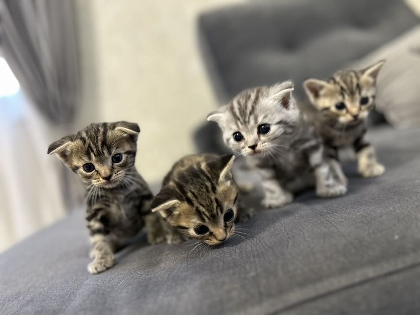 Британские котята