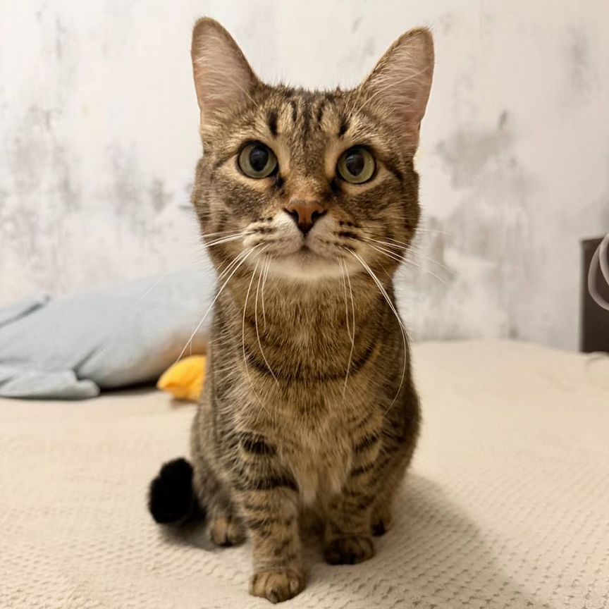 Взрослая, кошка в добрые руки