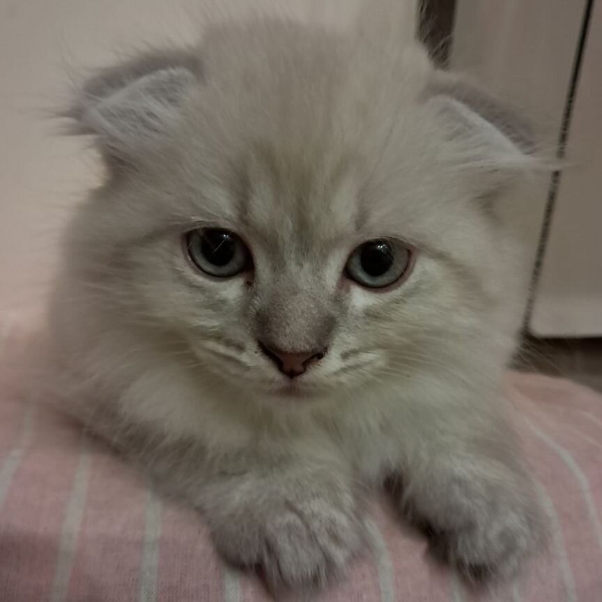 Невский маскарадный котёнок