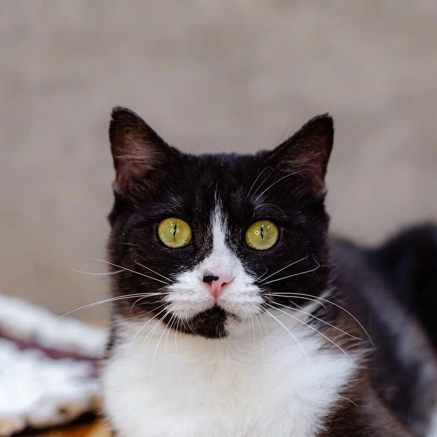 Алиша в добрые руки