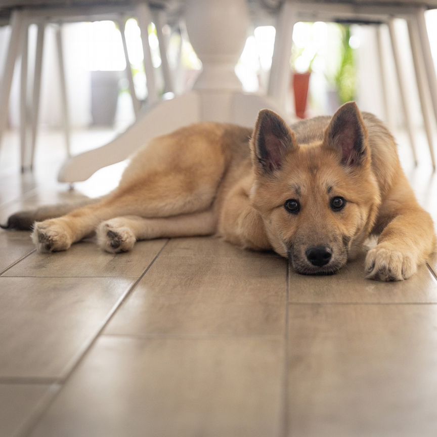 Щенок в добрые руки