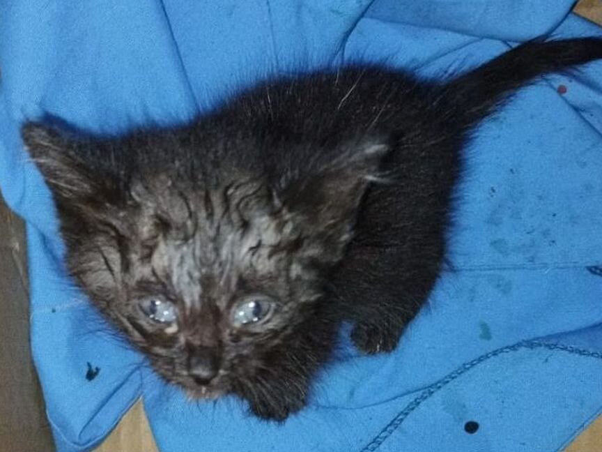 Котенок