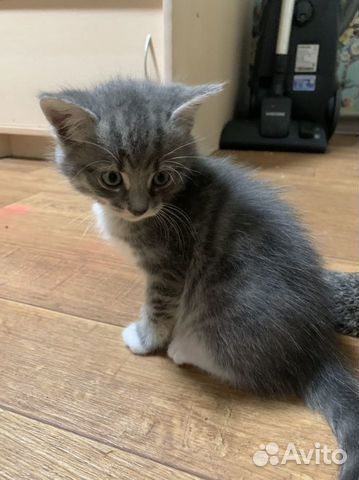 Котик в добрые руки