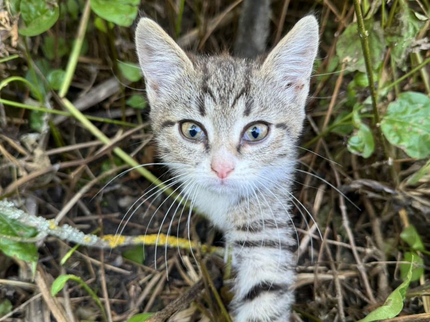 Котенок