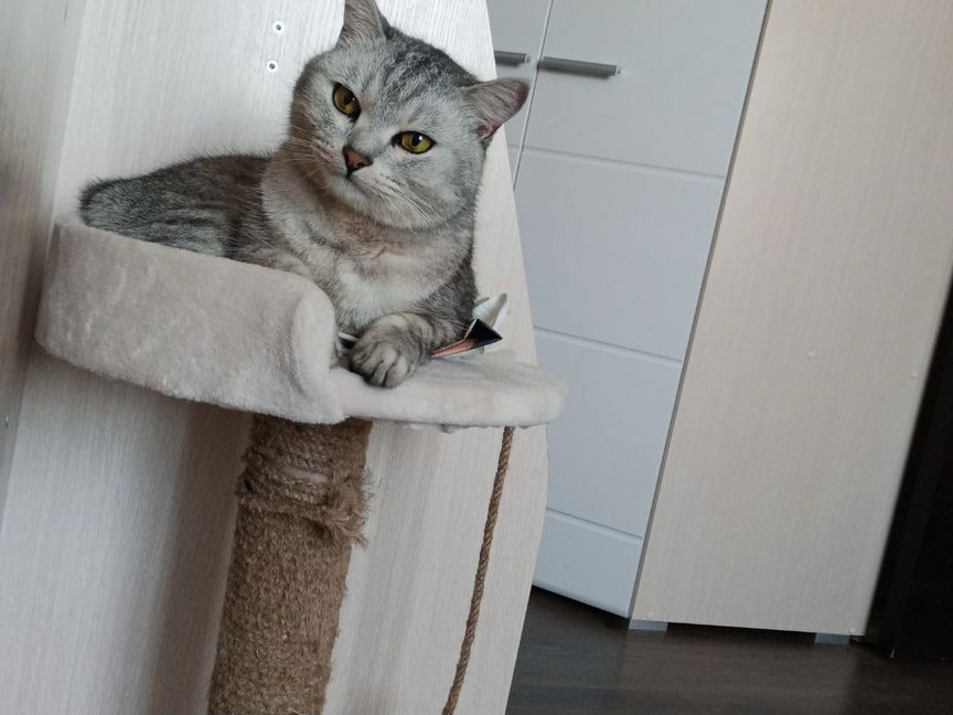 Отдам котика в добрые руки