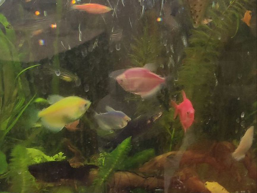 Рыбки тернеции