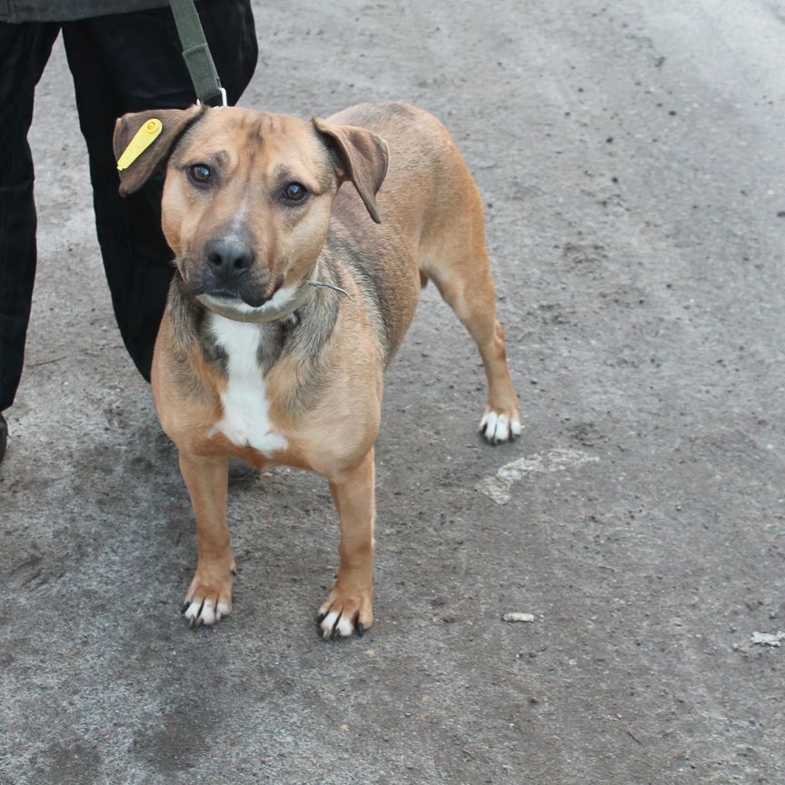 Рыжка ищет дом