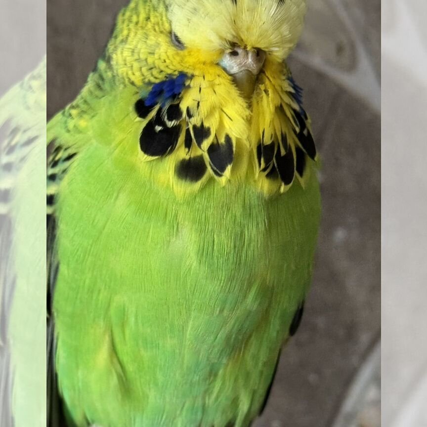Волнистые попугаи чехи