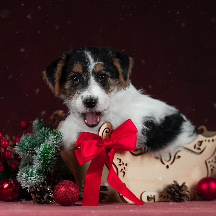 Джек рассел терьер