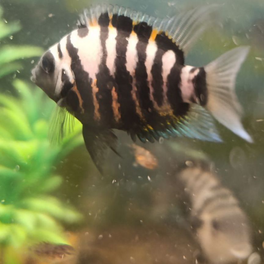 Цихлозома черноволосая гибрид с попугаем