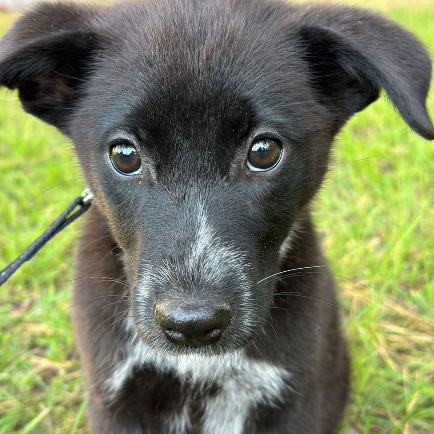 Щенок в добрые руки бесплатно