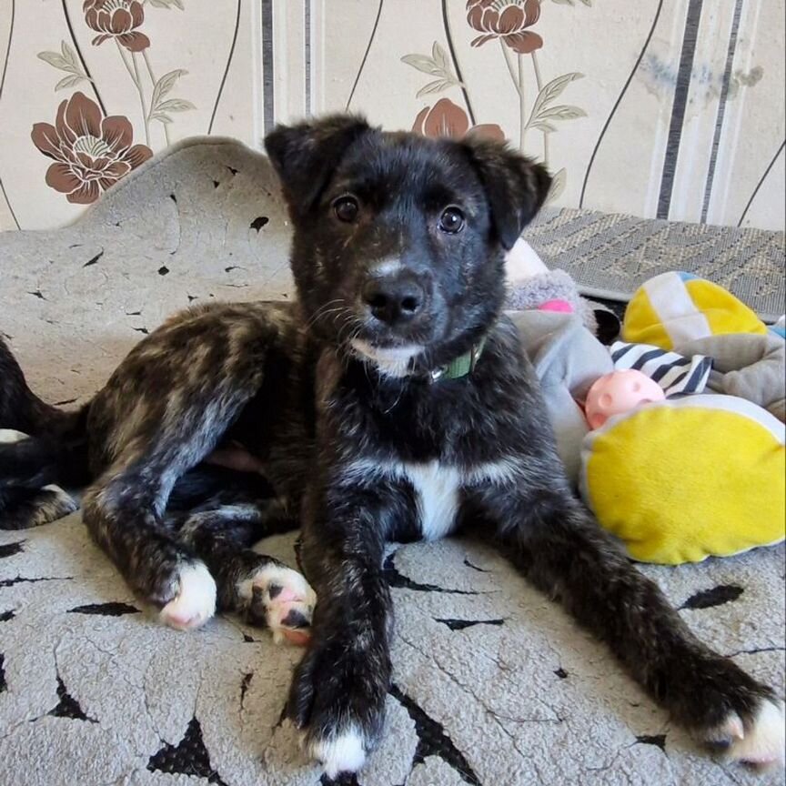 Щенок в добрые руки бесплатно